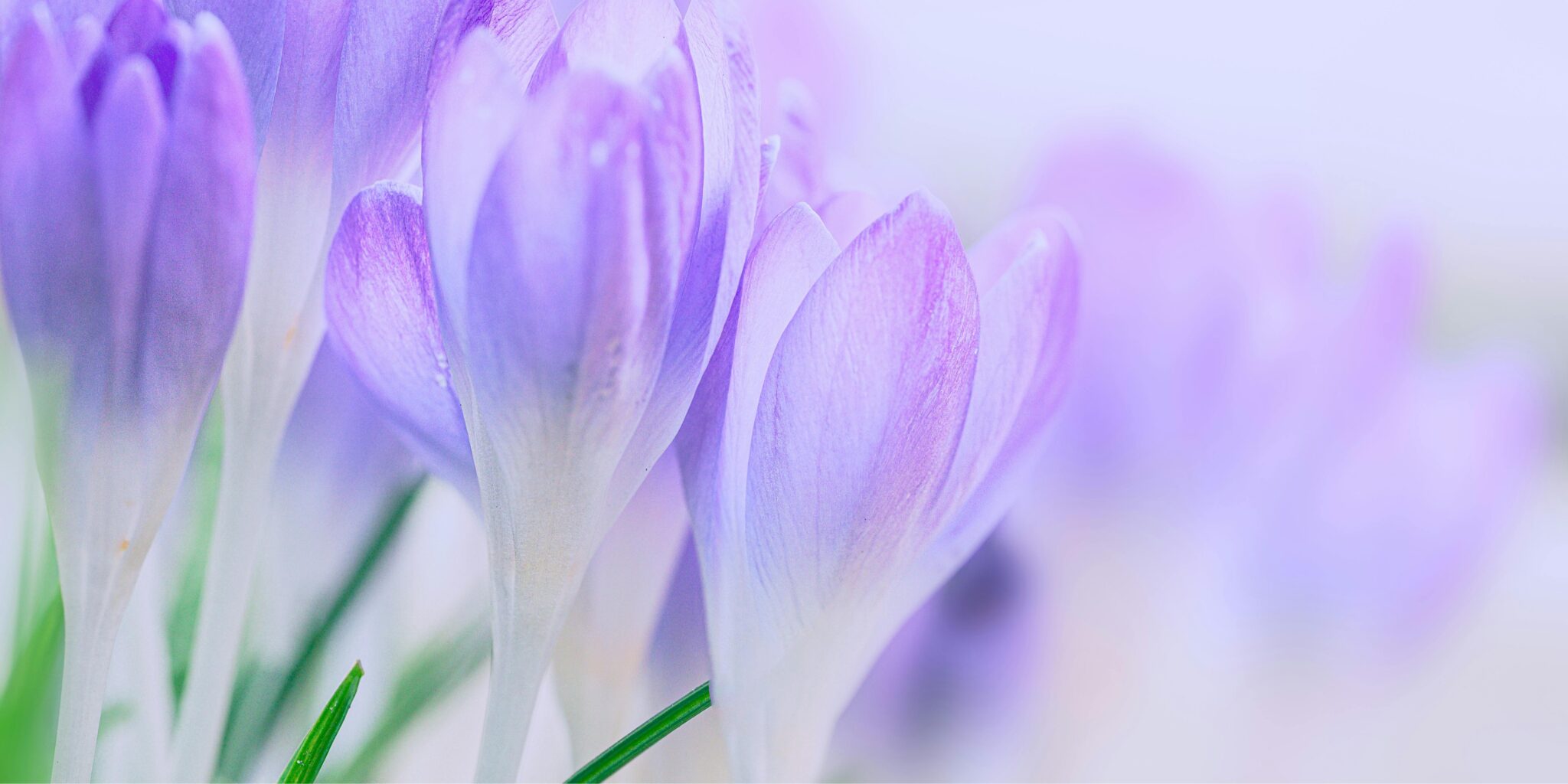 Support And Empower Your Souls Spring. | Empower True Life